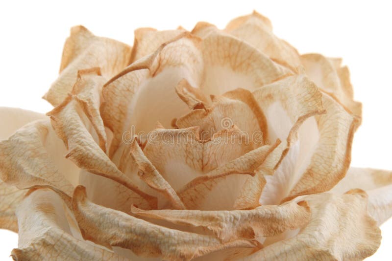 Fading Rose - close-up stock photo. Image of still, isolated - 1582808