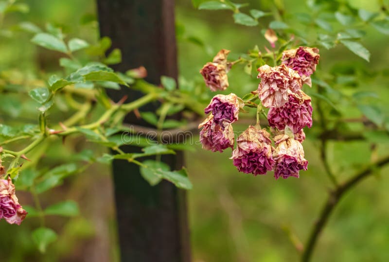 1,062 Rose Withering Stock Photos - Free & Royalty-Free Stock Photos ...