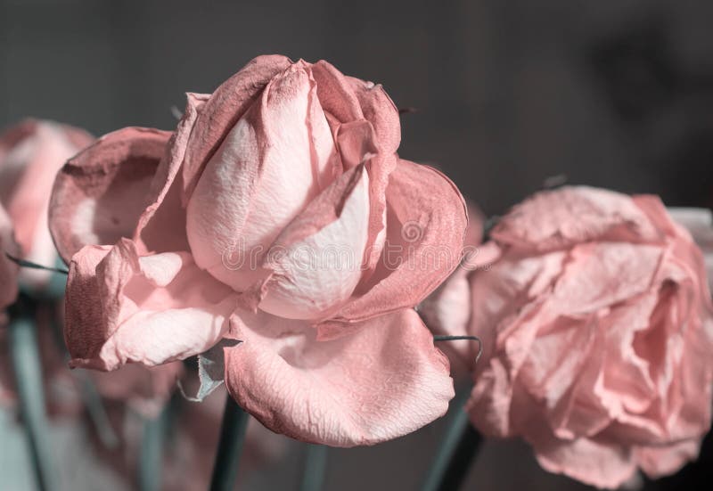 Fading Rose - close-up stock photo. Image of beauty, dying - 1582808