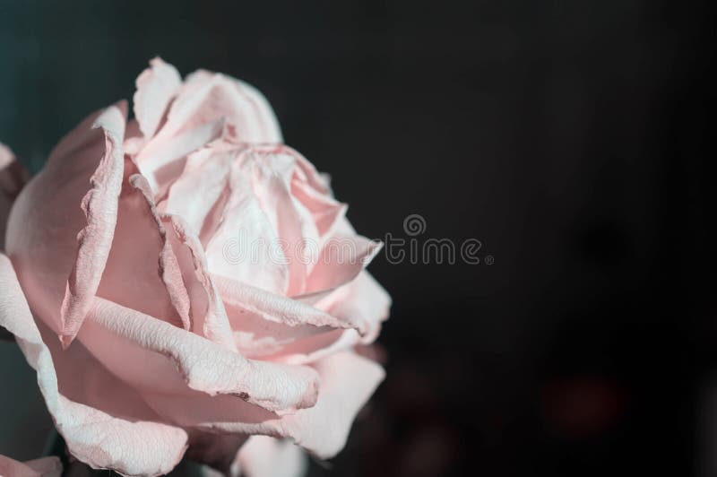 Fading rose pink color stock photo. Image of fade, rose - 59861392