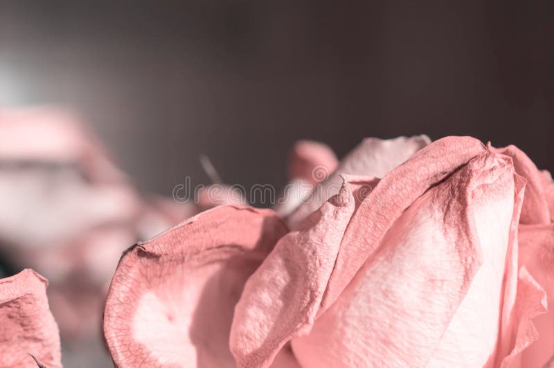Fading rose pink color stock image. Image of garden, tenderness - 59861411