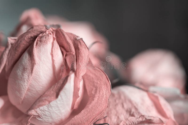 Fading rose pink color stock image. Image of garden, tenderness - 59861411