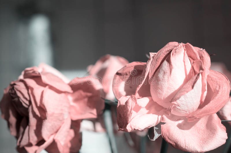 Fading rose pink color stock image. Image of freshness - 59861529