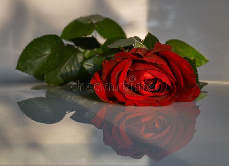 Fading rose stock image. Image of decoration, spring - 66117591