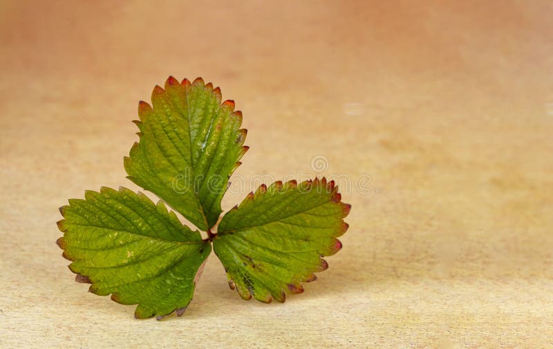 Fading strawberry leaf stock photo. Image of objects - 210895072