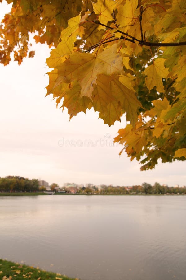 Fading tree on lakeside stock photo. Image of branch - 11170586