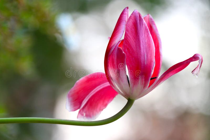 Fading tulip stock image. Image of spring, curved, bright - 92371717