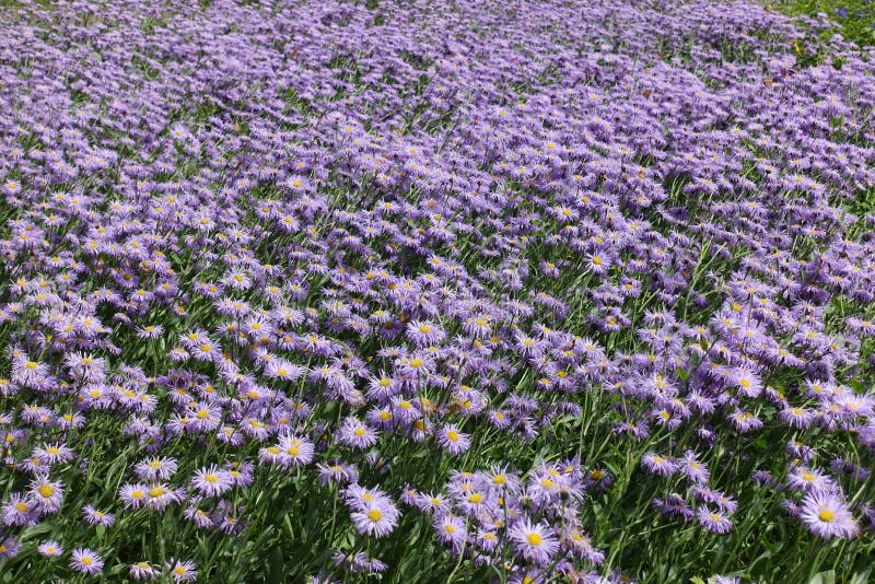 Fading Violet Flowers of Erigeron Speciosus Stock Image - Image of ...