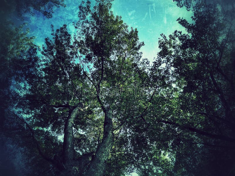 Fae trees stock image. Image of forest, trees, fantasy - 161321991