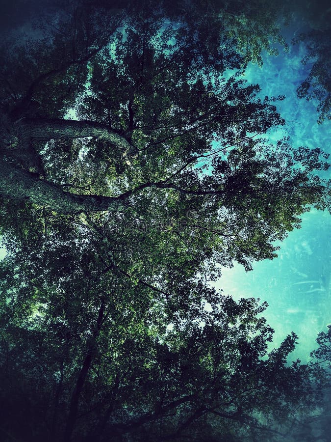 Fae trees stock photo. Image of trees, forest, fantasy - 161321994