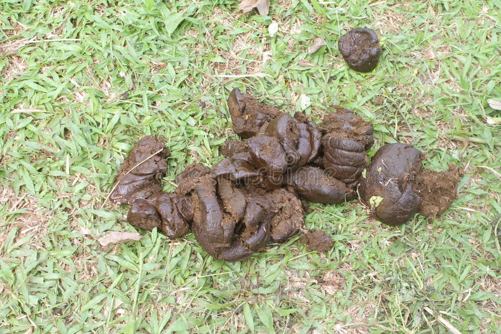 Faeces or cow stock photo. Image of forest, color, nature - 265168336