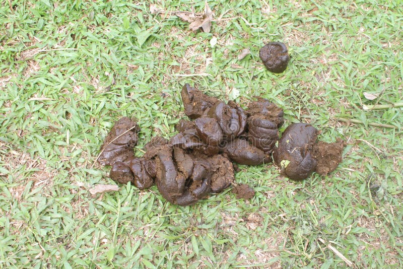Faeces or cow stock photo. Image of animal, faeces, large - 265168354