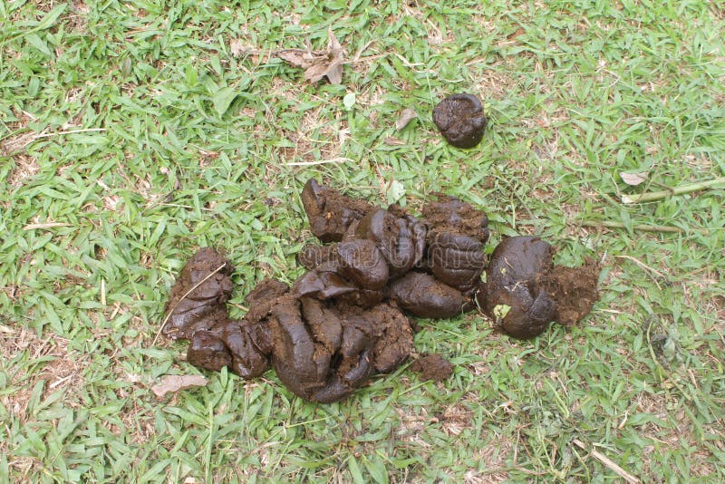 Faeces or cow stock image. Image of biology, faeces - 265168377