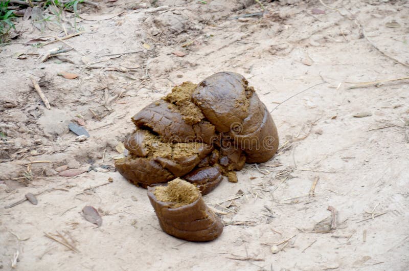 Faeces of Water Buffalo on Ground Stock Photo - Image of faeces, rural ...