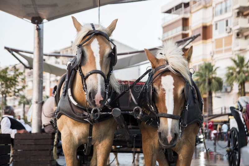 Faeton obraz stock editorial. Obraz złożonej z turyści - 44041809