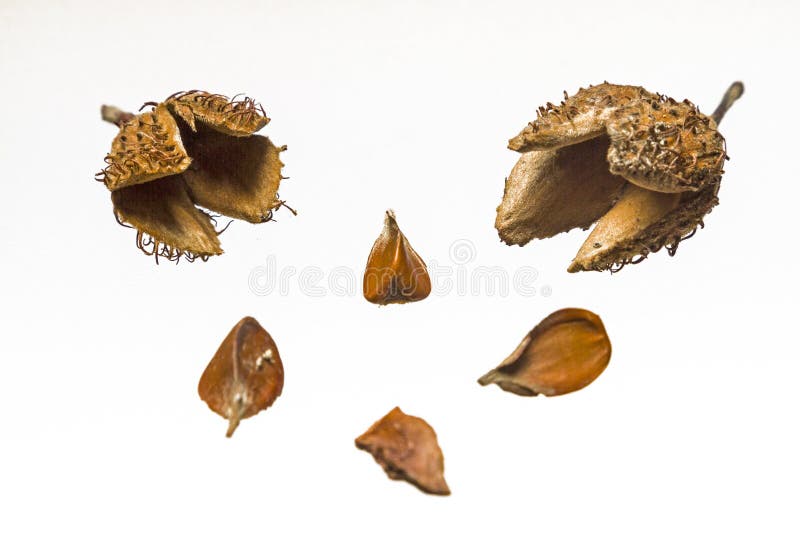 Faggi immagine stock. Immagine di faggio, autunno, semi - 28878145