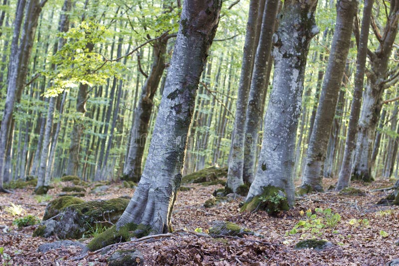 Faggio fotografia stock. Immagine di monte, tannino, foresta - 26667528