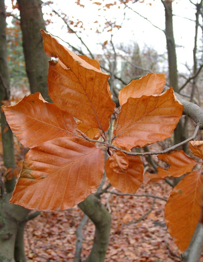 Foglie Dell'albero Di Faggio Rosso (fagus Silvatica), Primo Piano ...