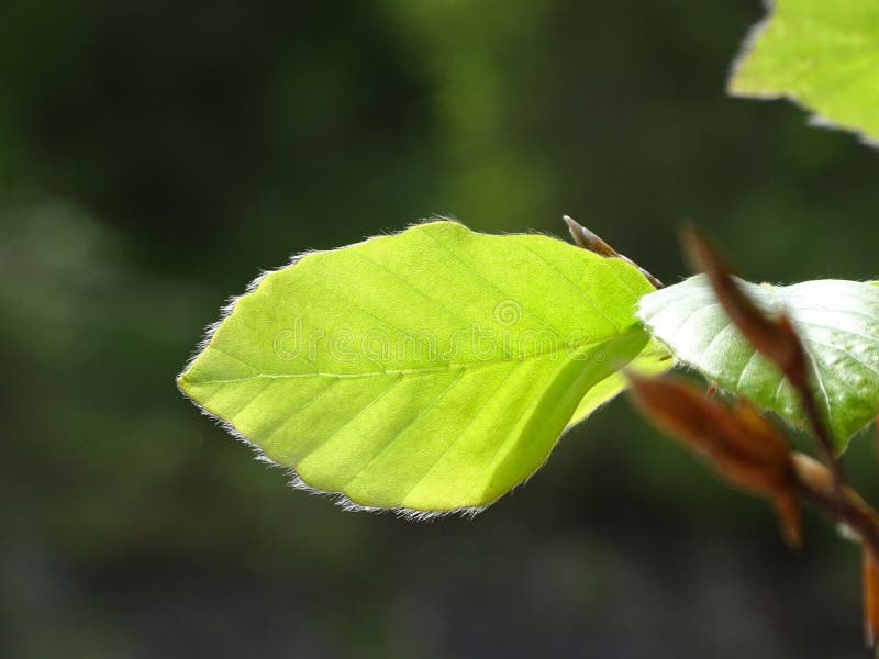 Foglia da un faggio comune fotografia stock. Immagine di gambo - 55731334