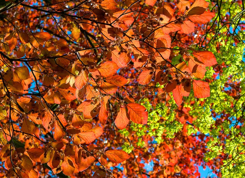 Faggio Comune (sylvatica Del Fagus) Immagine Stock - Immagine di molla ...