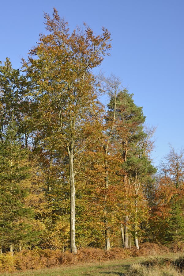 Faggio europeo fotografia stock. Immagine di europeo - 73989530