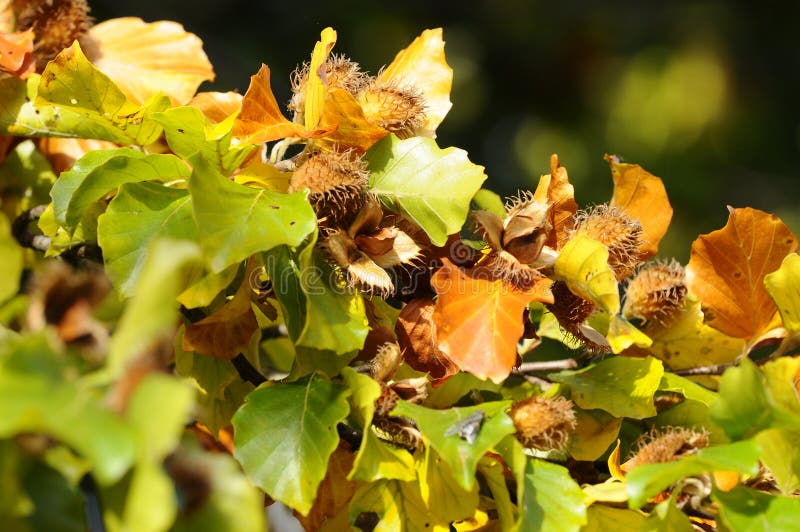 Fagus Sylvatica, Faggio Europeo, Faggio Comune, Fiore Dell'albero ...
