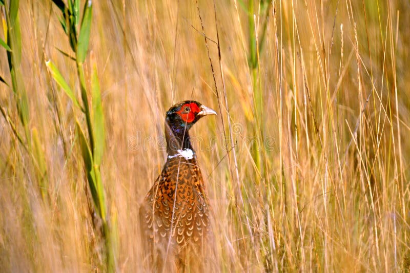 Fagiano fotografia stock. Immagine di uccelli, vegetazione - 17931394
