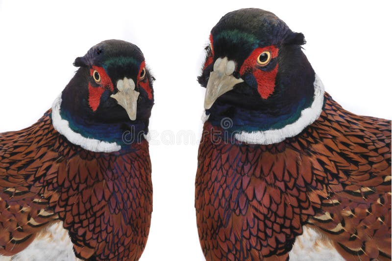 Fagiano fotografia stock. Immagine di ordinario, caccia - 38103368