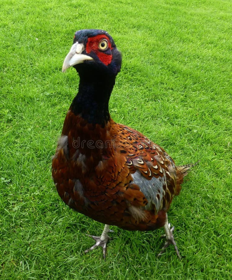 Giovane Fagiano D'argento Maschio Fotografia Stock - Immagine di ...