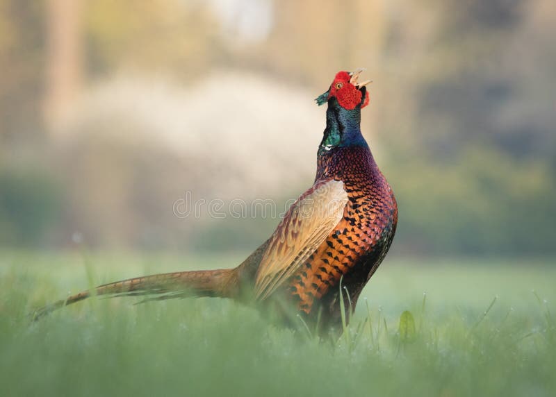 28,807 Fagiano Foto stock - Foto stock gratuite e royalty free da ...