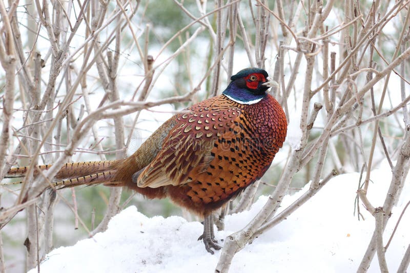 Fagianino comune fotografia stock. Immagine di inverno - 23910592