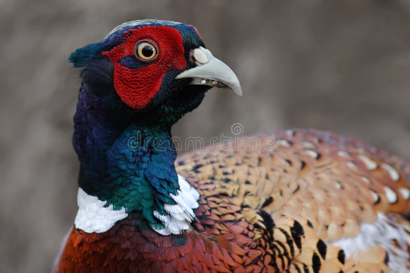 Fagiano comune immagine stock. Immagine di uccello, maschio - 7754101