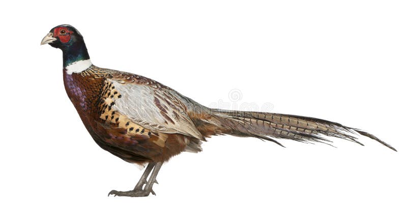 Fagiano Comune Americano Maschio Immagine Stock - Immagine di uccello ...