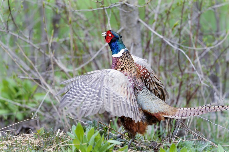 Fagiano Comune, Colchicus Del Phasianus Immagine Stock - Immagine di ...
