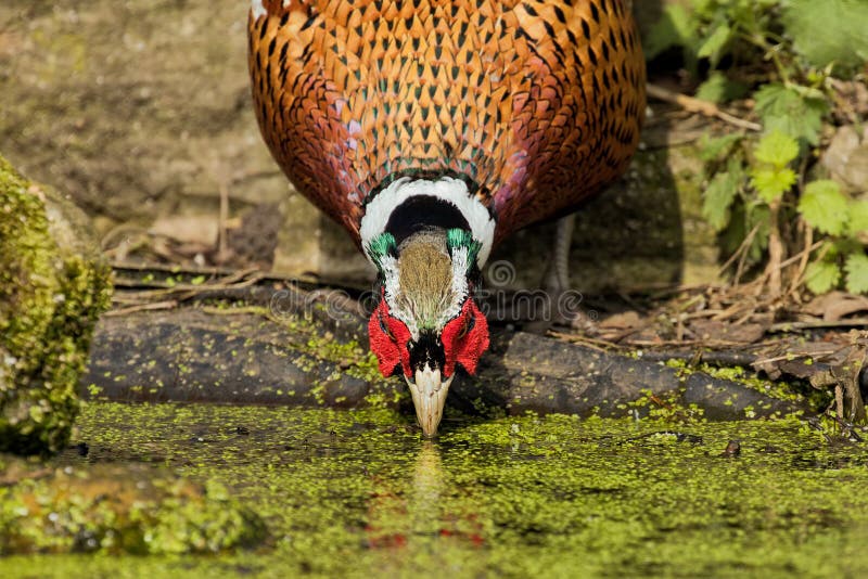 Fagiano Comune - Colchicus Del Phasianus Immagine Stock - Immagine di ...