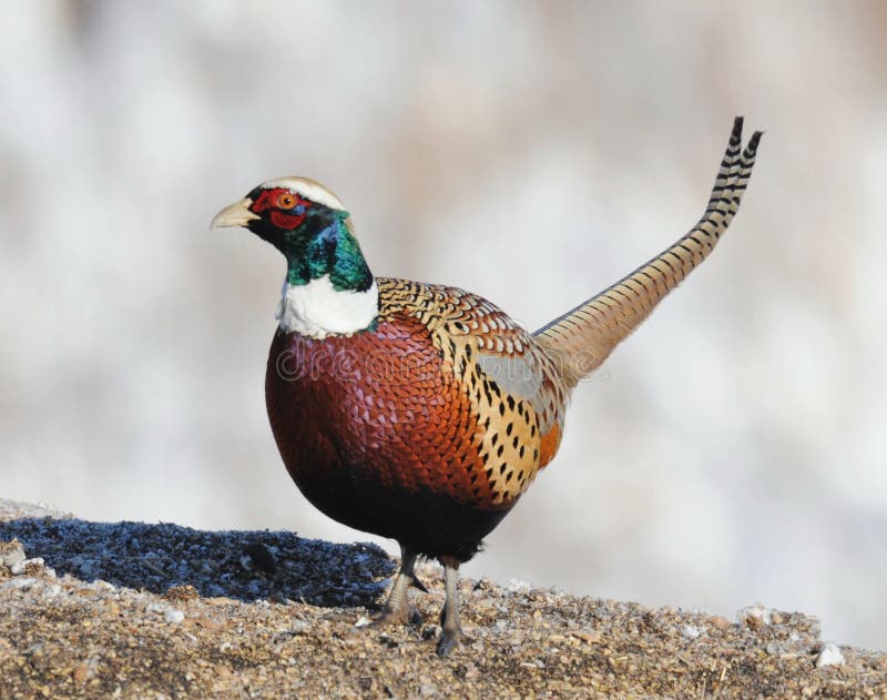 Fagiano Comune Sulla Collina Fotografia Stock - Immagine di rosso ...