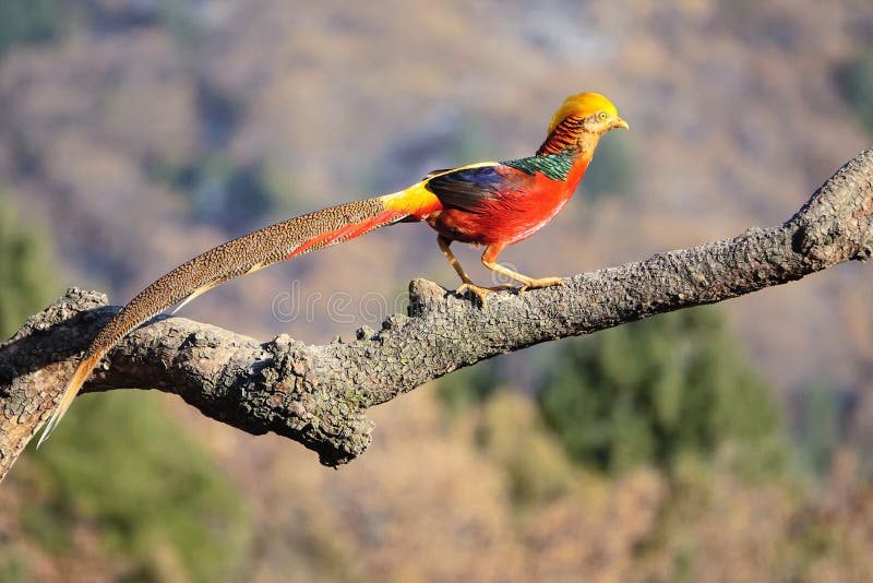 Fagiano dorato fotografia stock. Immagine di uccello - 109643666
