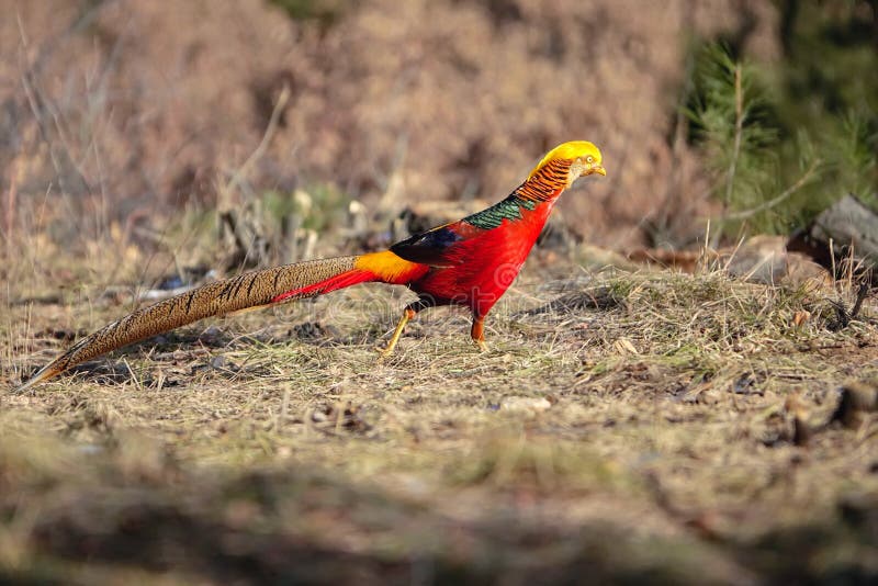 Fagiano dorato fotografia stock. Immagine di piuma, fagiano - 109643686
