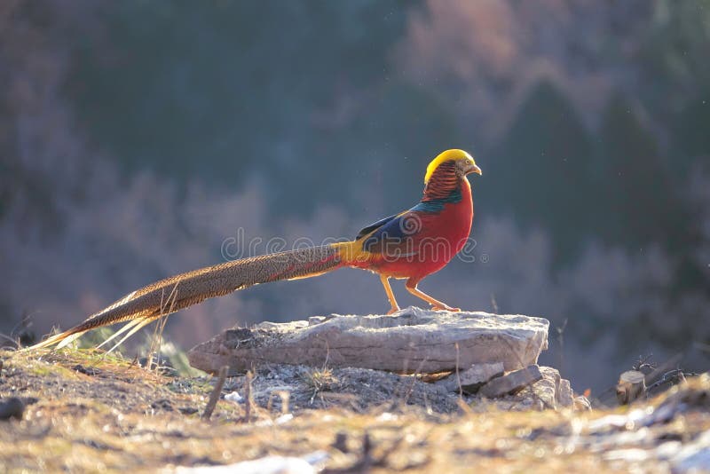 Fagiano dorato immagine stock. Immagine di albero, colorato - 109648751