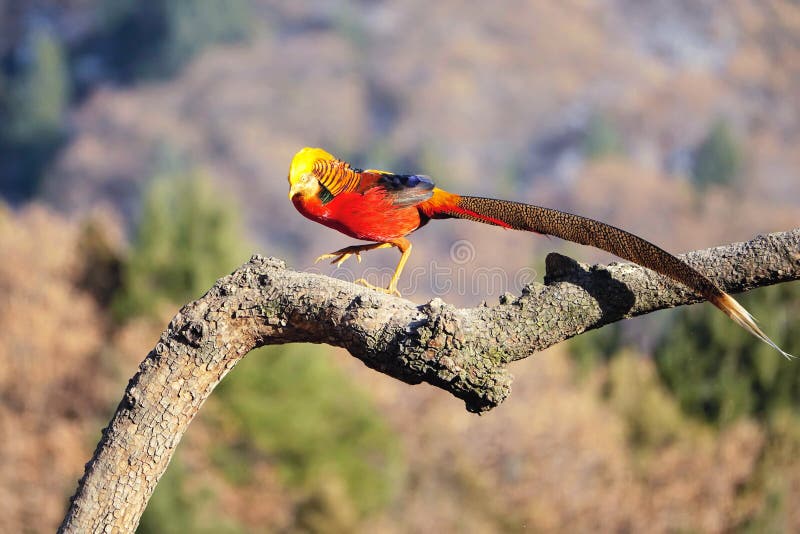 Fagiano dorato immagine stock. Immagine di dorato, fagiano - 109648821