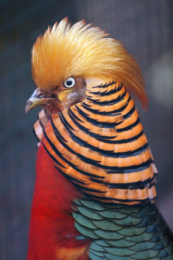 Il fagiano dorato fotografia stock. Immagine di sfondo - 151865372