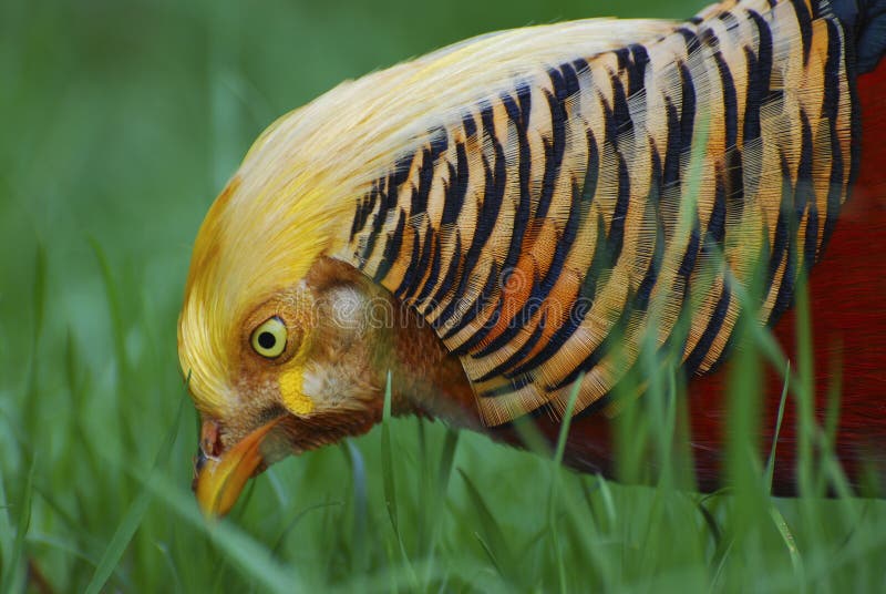 Un Fagiano Dorato Inquisitore Immagine Stock - Immagine di fagiano ...