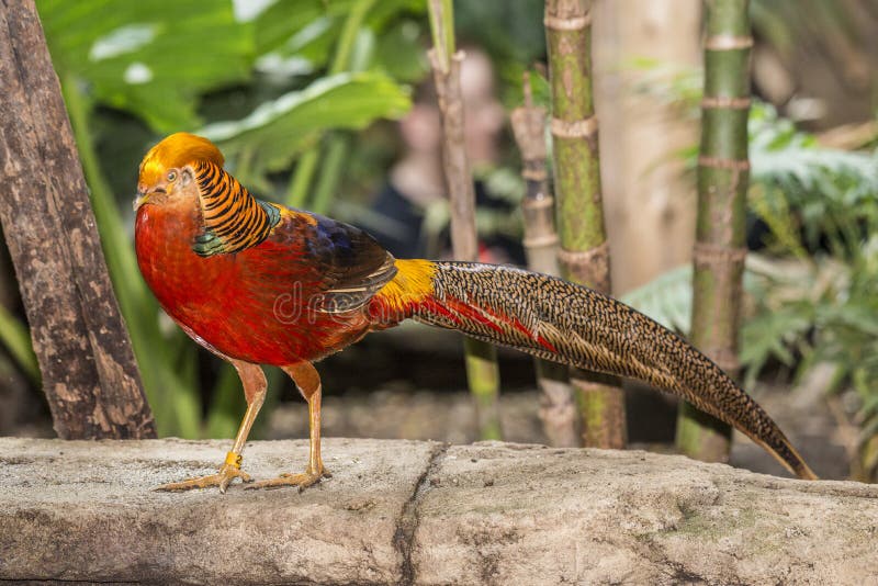 Fagiano dorato splendido fotografia stock. Immagine di animali - 13926274