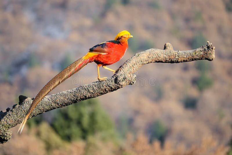 Fagiano dorato immagine stock. Immagine di albero, foresta - 109654155