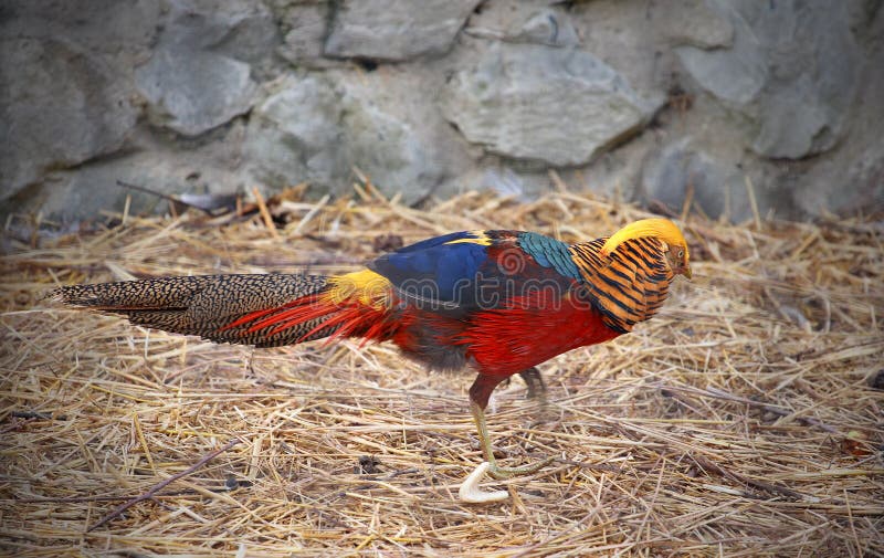 Fagiano dorato maschio immagine stock. Immagine di nessuno - 16234517