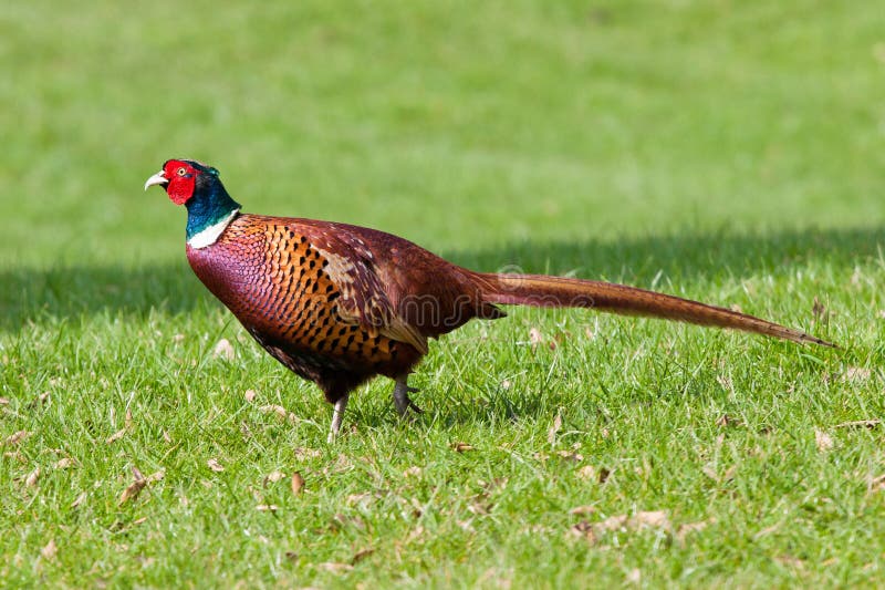 Fagiano Maschio Sull'erba Al Sole Immagine Stock - Immagine di ...