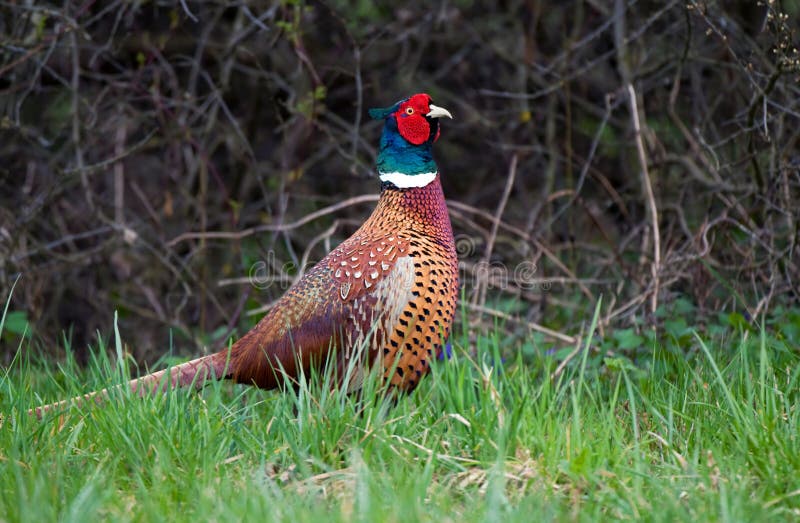 Fagiano selvaggio immagine stock. Immagine di natura - 69300133