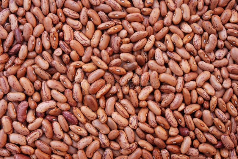 Fagiolo 10 immagine stock. Immagine di piante, prodotto - 3757993