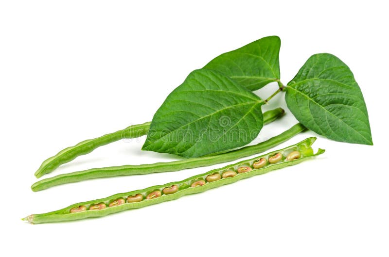 Fagiolino verde fresco fotografia stock. Immagine di mucca - 34957162