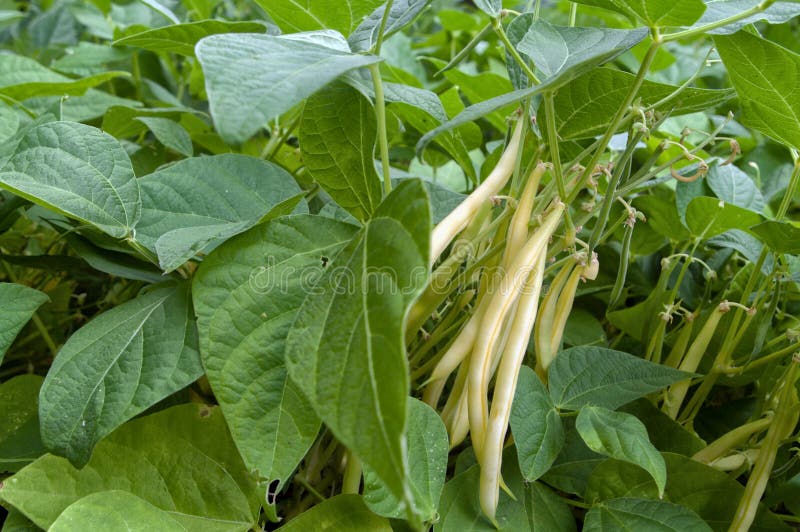 Fagiolo Giallo, Verdure Organiche Dal Mercato Dell'agricoltore, Fagioli ...